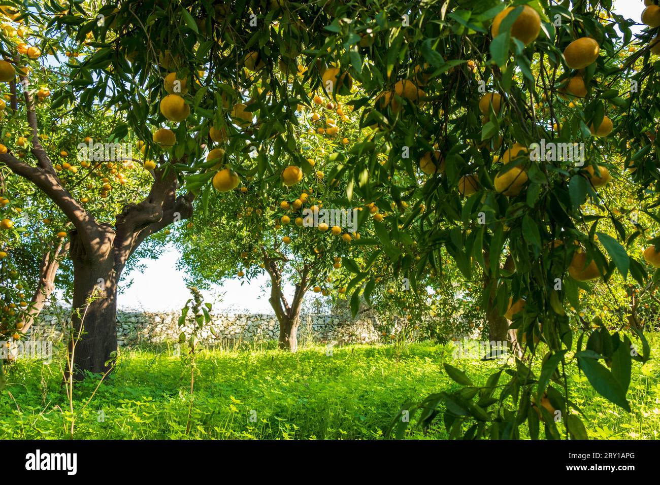 Plantation of tangerines in Turkey Stock Photo - Alamy