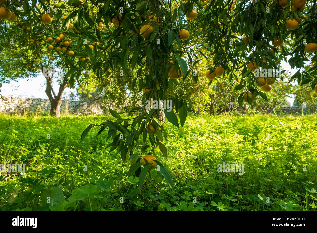 Plantation of tangerines in Turkey Stock Photo - Alamy