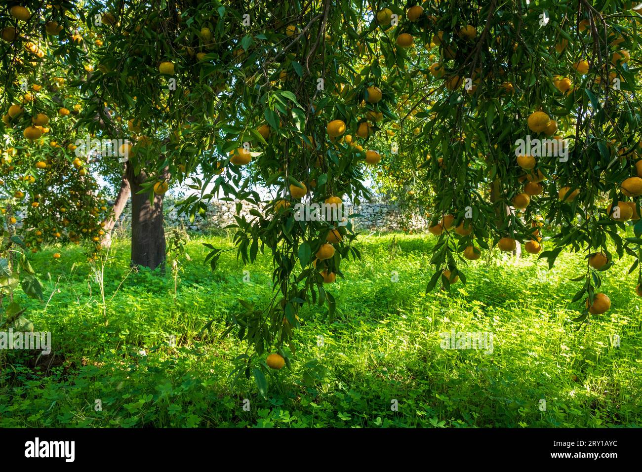 Plantation of tangerines in Turkey Stock Photo - Alamy