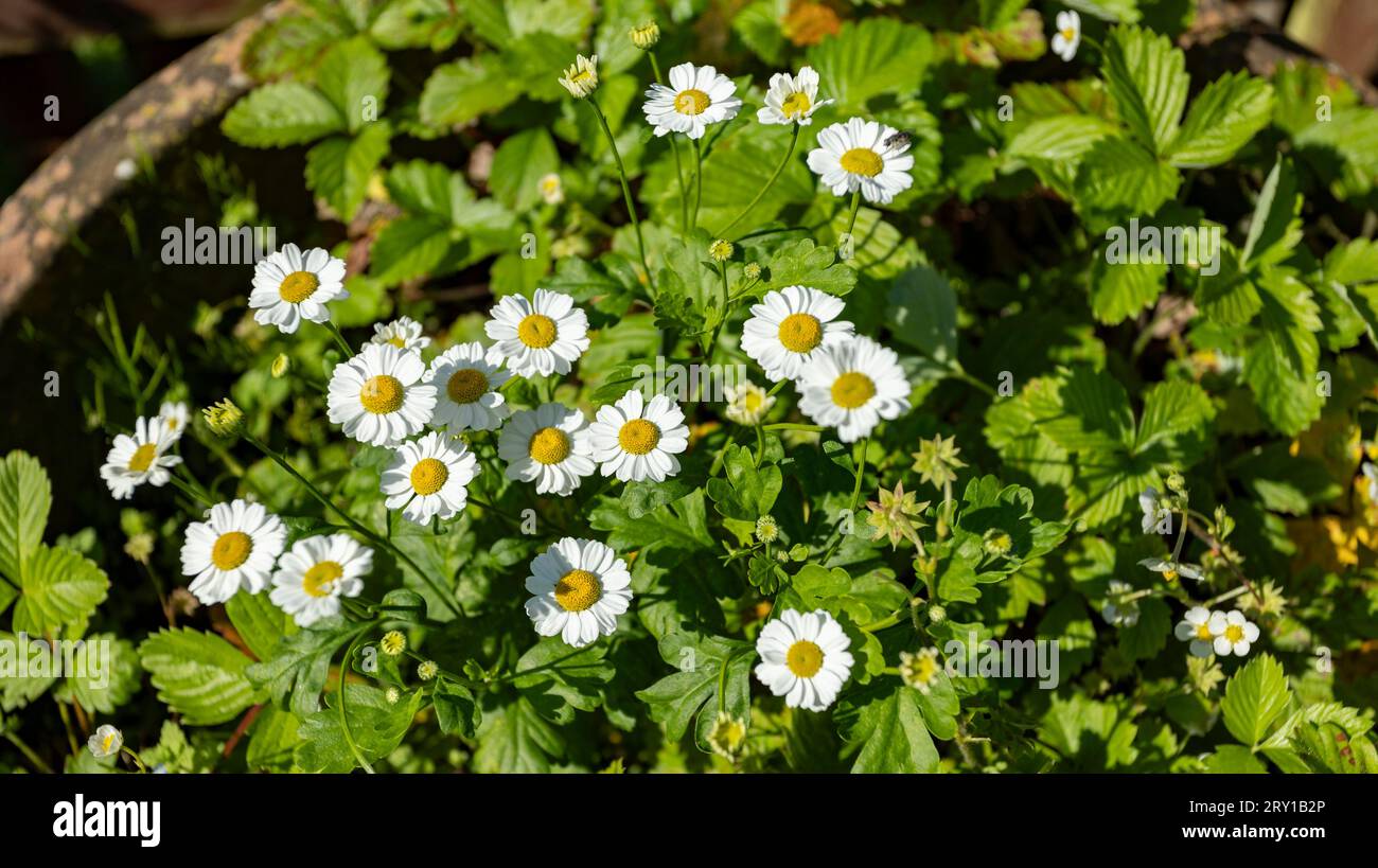 Chamomile flower hi-res stock photography and images - Alamy
