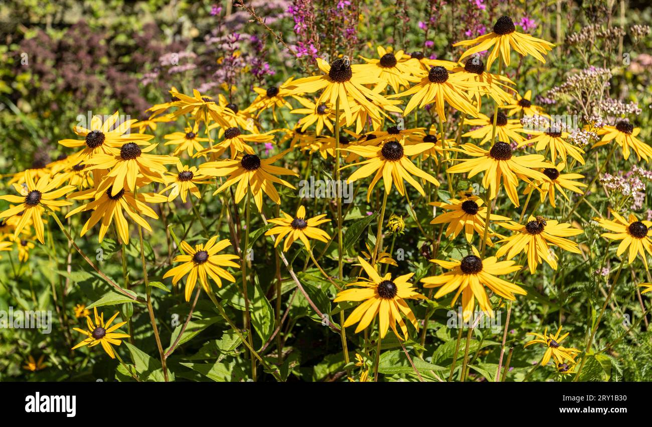 Rudbeckia plants, the Asteraceae yellow and brown flowers, common names ...