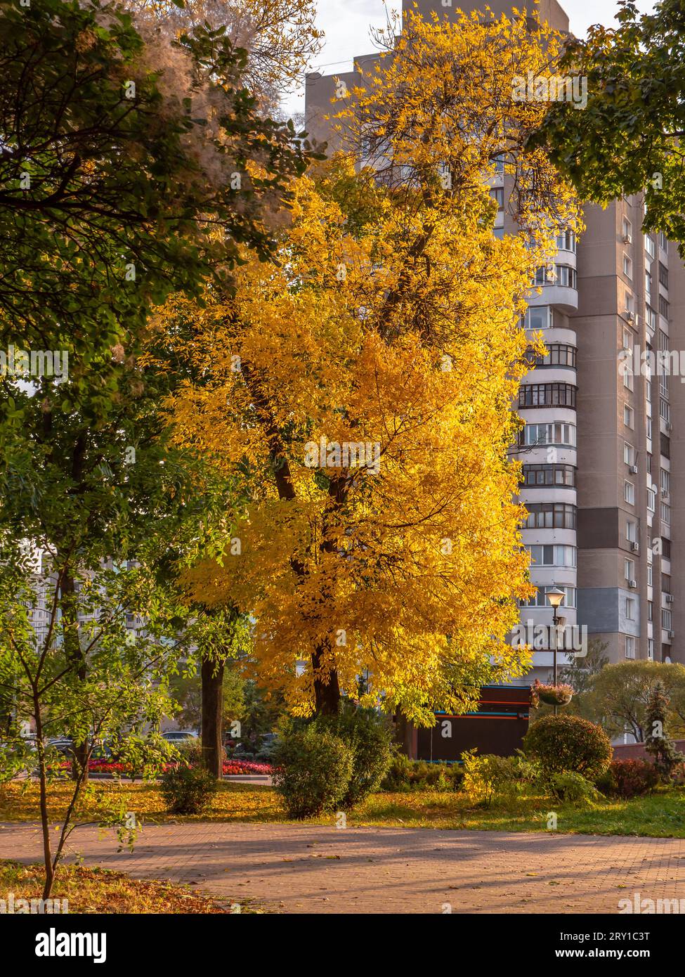 Yellow ash tree hi-res stock photography and images - Alamy