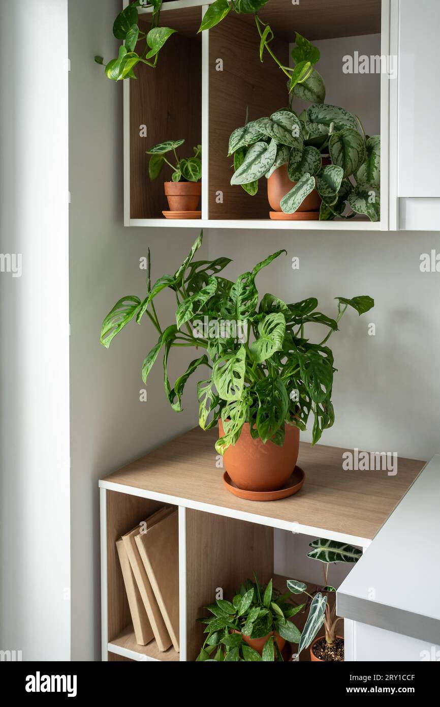 Home garden with green plants scindapsus, monstera, pilea, epipremnum ...