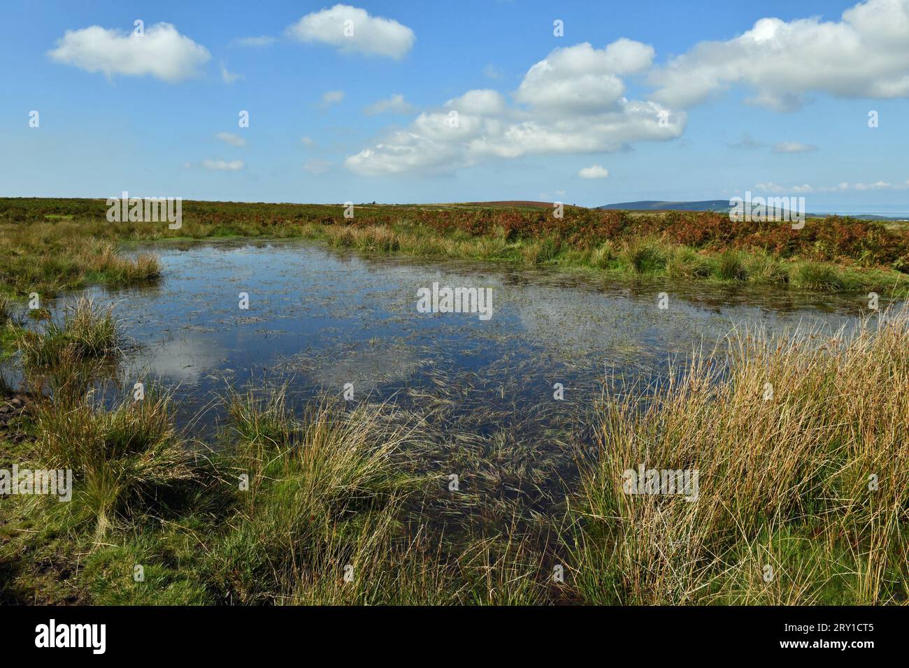 Pond on Cefn Bryn Ridge on the Gower Peninsula in south Wales on a ...