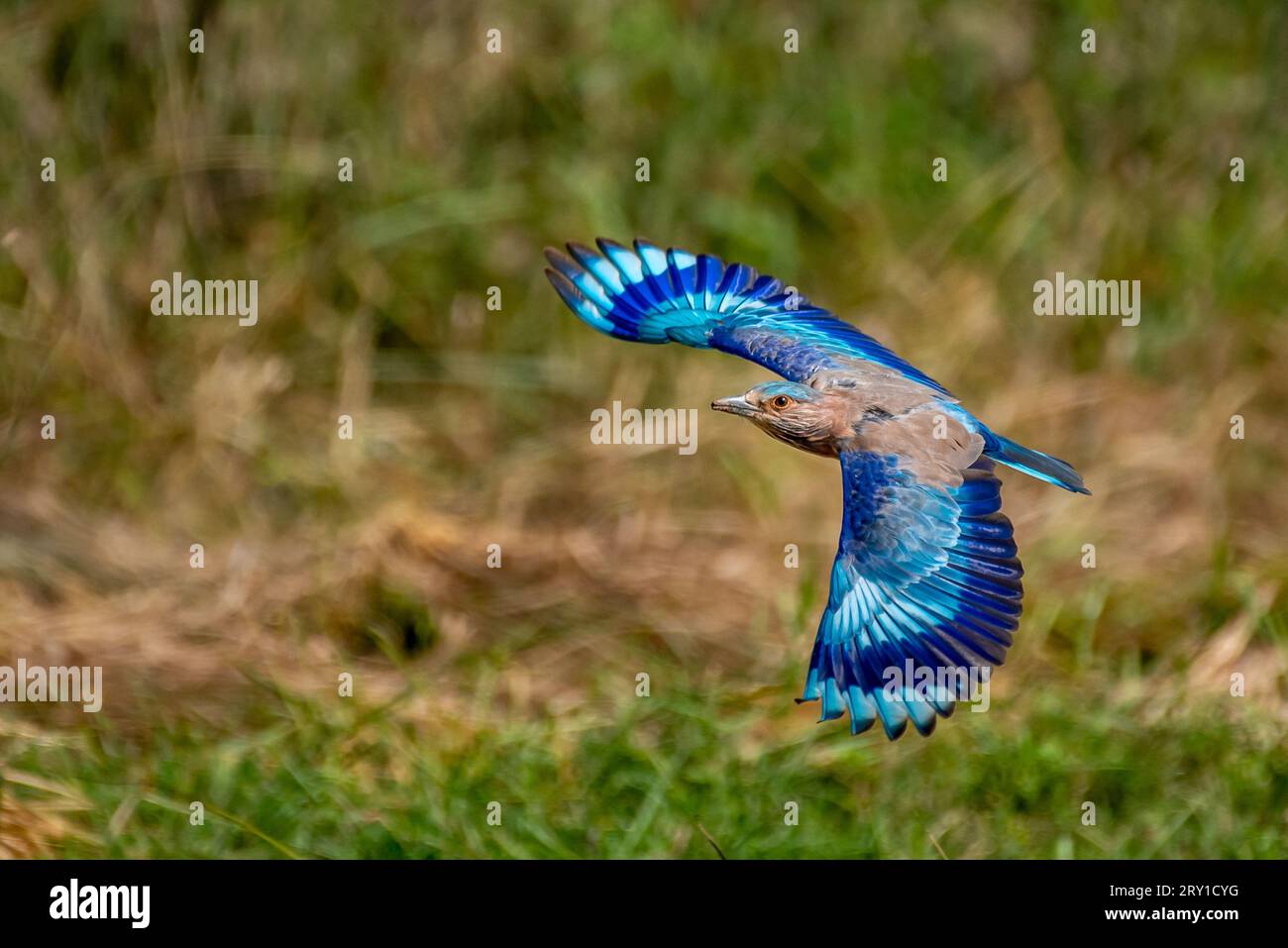 An indian roller soars through the air THAPLI, INDIA STUNNING IMAGES ...