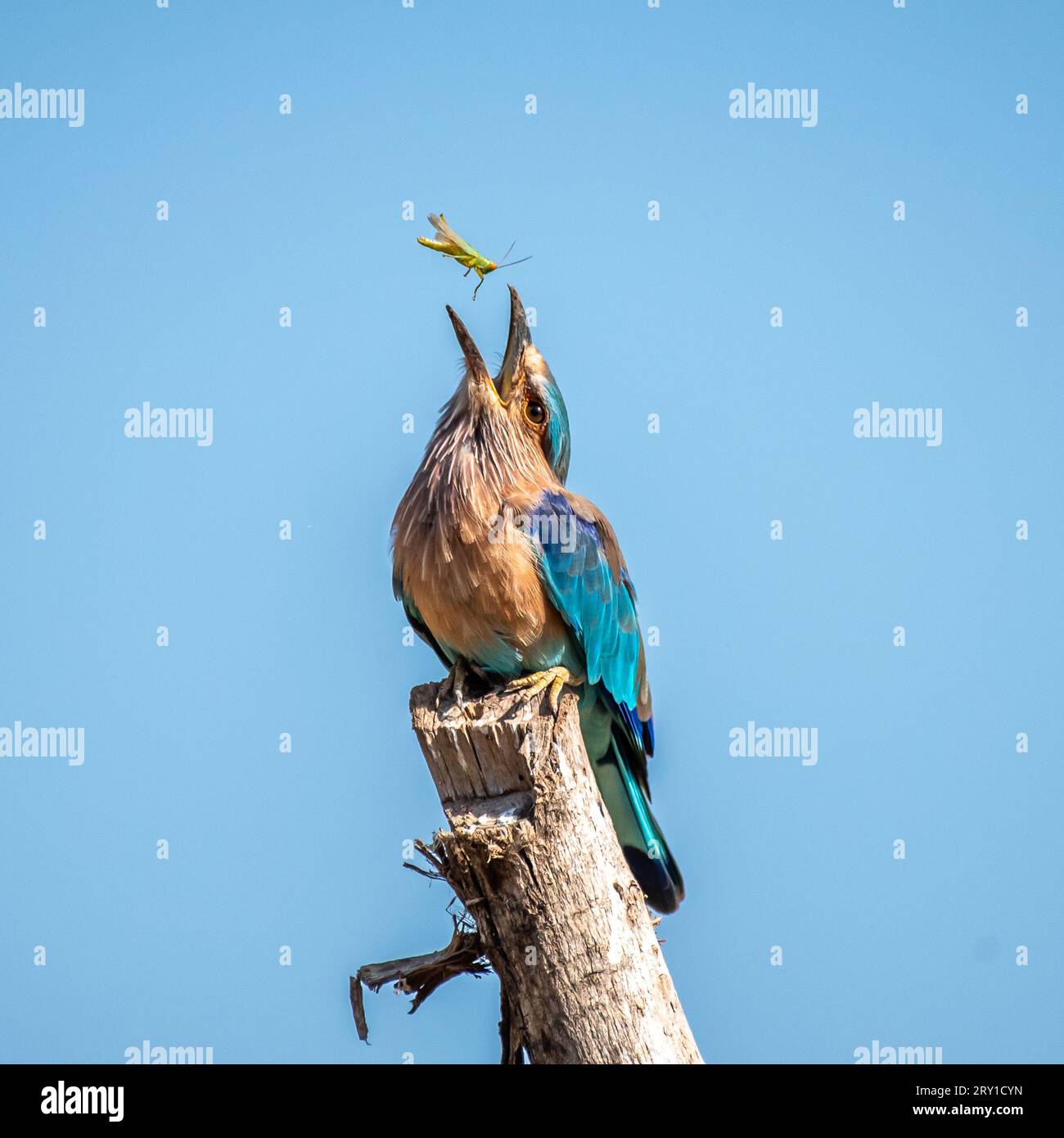 The Indian Roller flipping his dinner THAPLI, INDIA STUNNING IMAGES ...