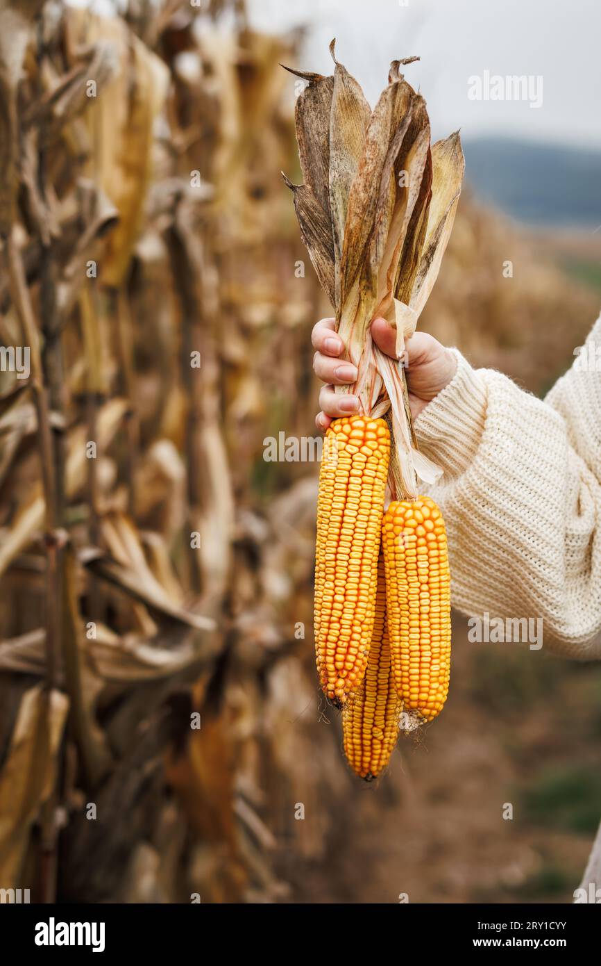 Autumn harvest. Corn cob. Farmers hand holding maize in agricultural ...