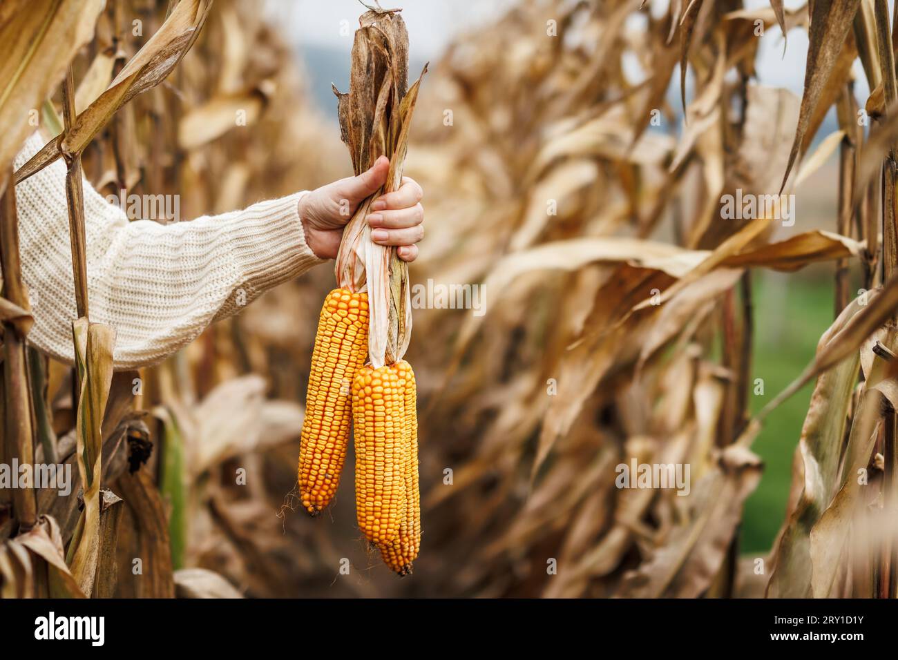Autumn harvest. Corn cob. Farmers hand holding maize in agricultural ...