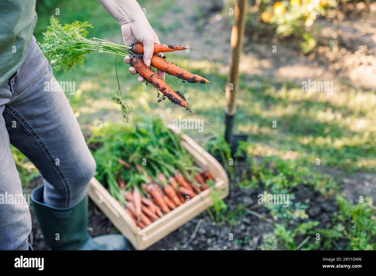 Woman farmer harvesting fresh carrot from vegetable garden. Homegrown ...
