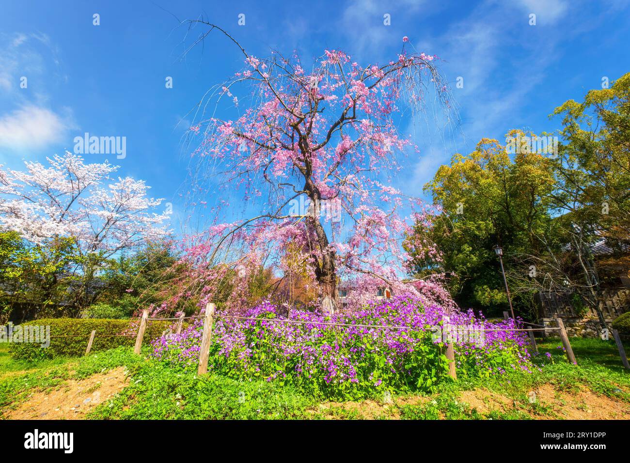 Beautiful Weeping Sakura at Awataguchi Aokusu no Niwa Park in Kyoto ...