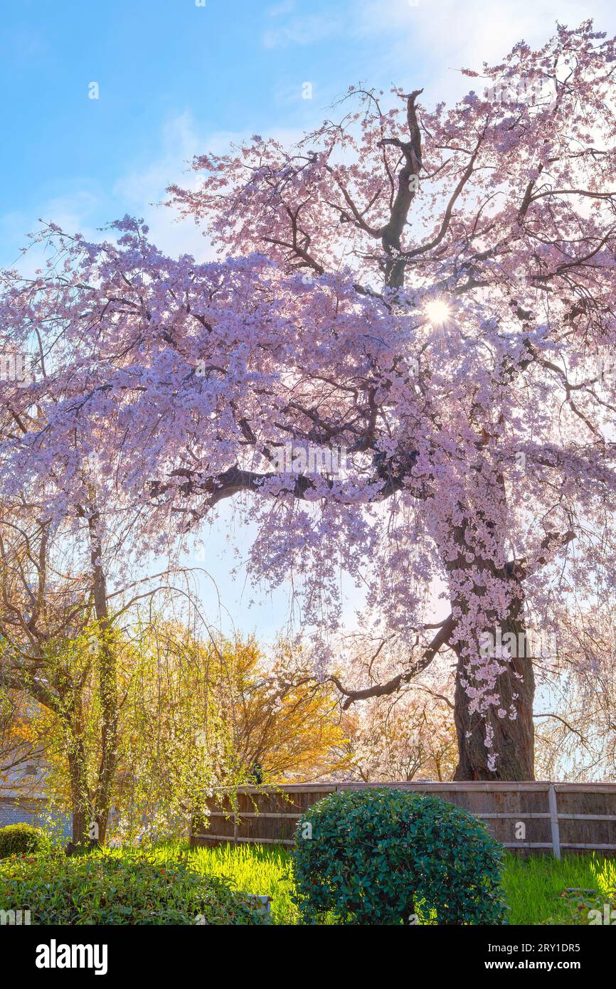 Beautiful Weeping Sakura in Spring at Maruyama Park in Kyoto, Japan ...