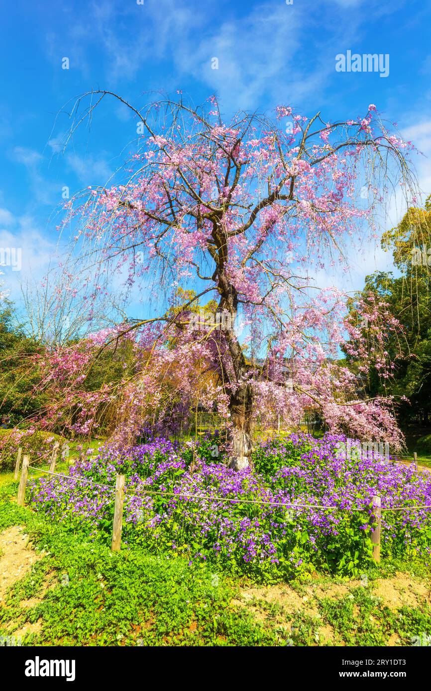 Beautiful Weeping Sakura at Awataguchi Aokusu no Niwa Park in Kyoto ...