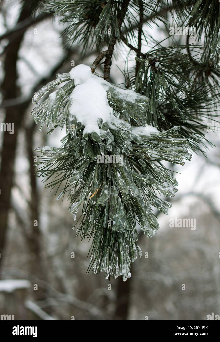 Winter frozen in snow and ice of a branch a fir-tree Stock Photo - Alamy