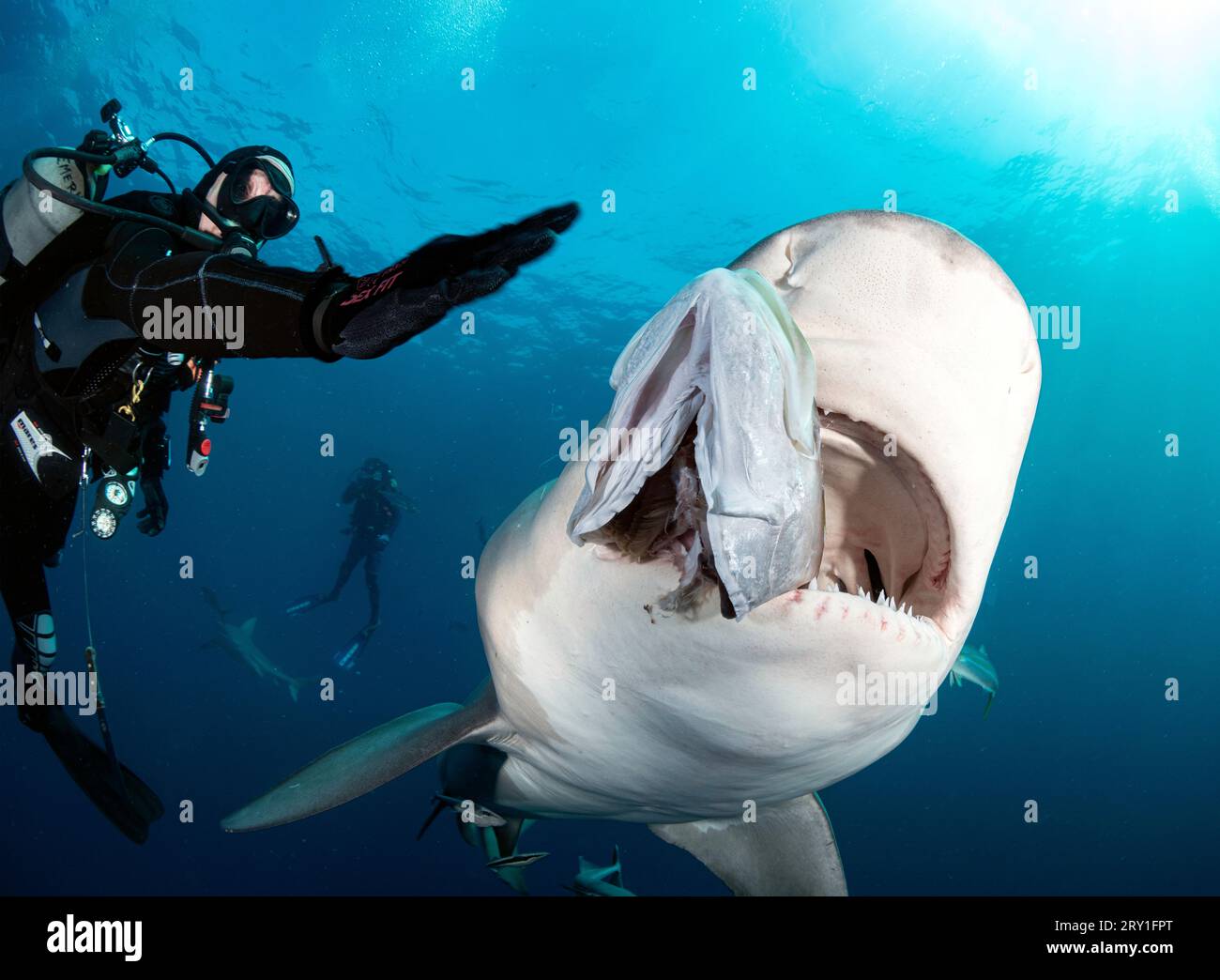 Grabbing a snack. FLORIDA, USA: TERRIFYING IMAGES of bull sharks ...