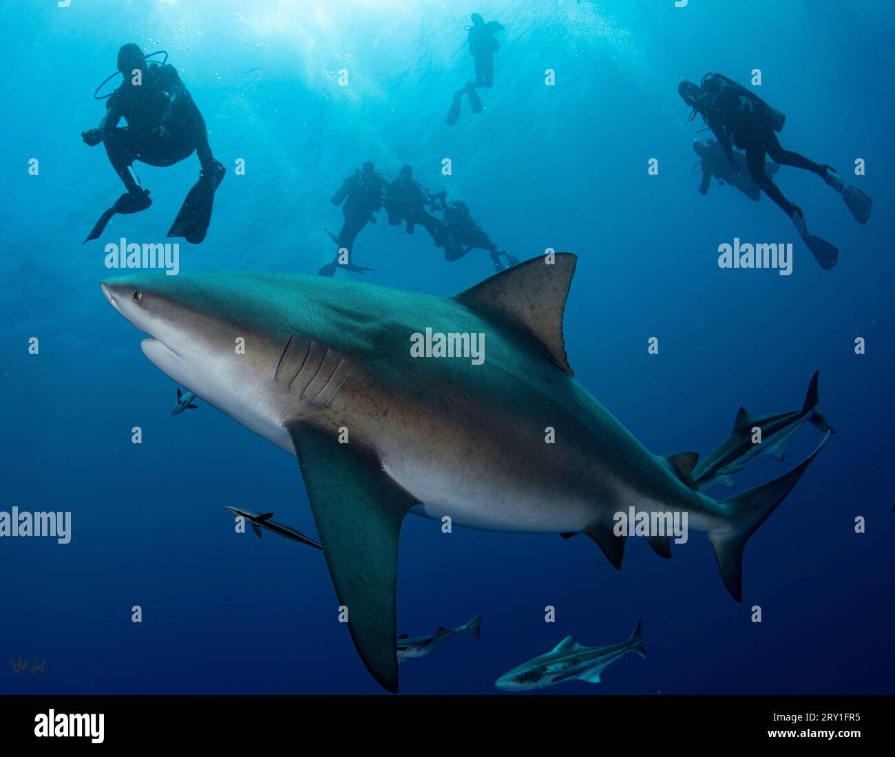 Being surrounded by multiple sharks. FLORIDA, USA: TERRIFYING IMAGES of ...