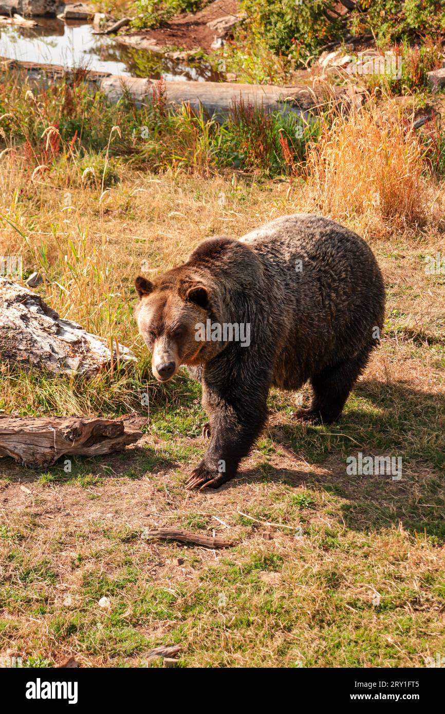 Brown Grizzly bear walking in green grass with a smug look on it’s face ...