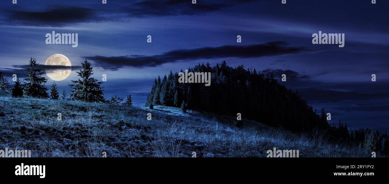 panorama of spruce forest on the hillside meadow at night. wonderful ...