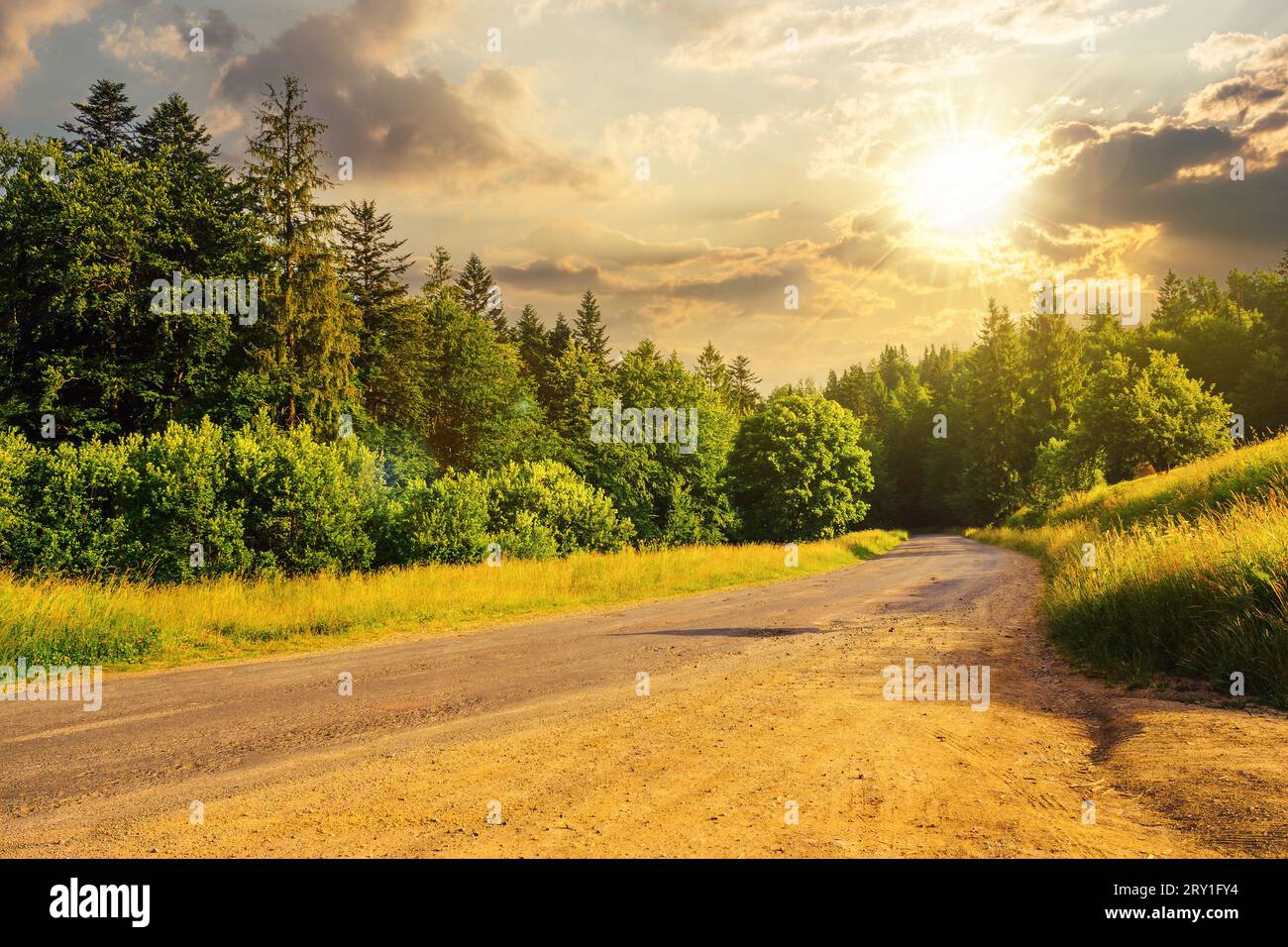 asphalt road with cracks passes through the green shaded coniferous ...