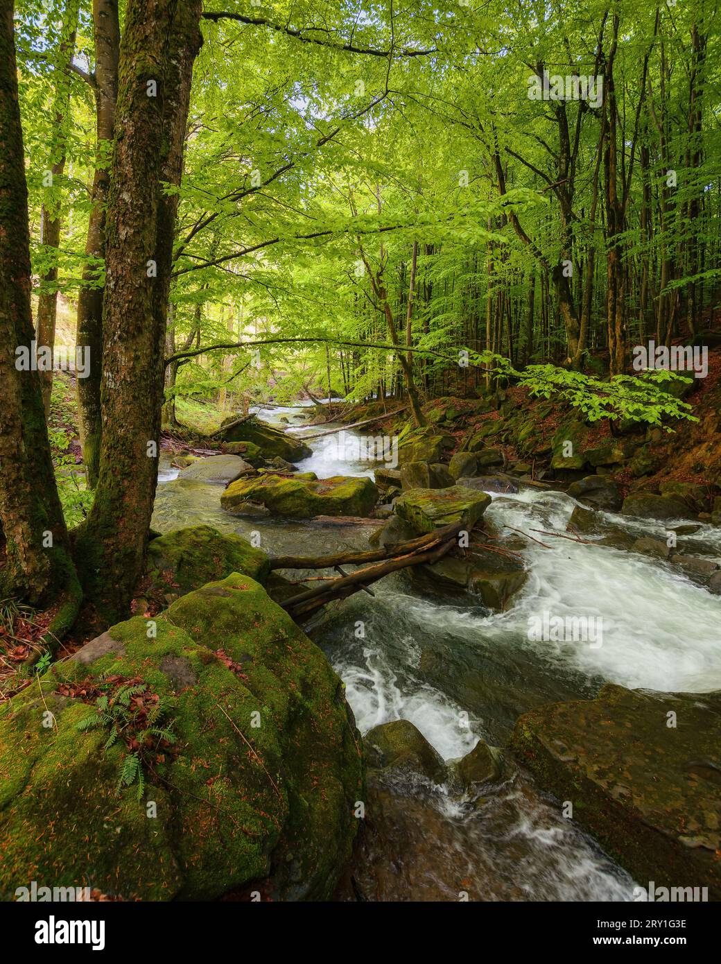 river in the woods among stones. outdoor nature scenery in spring Stock ...