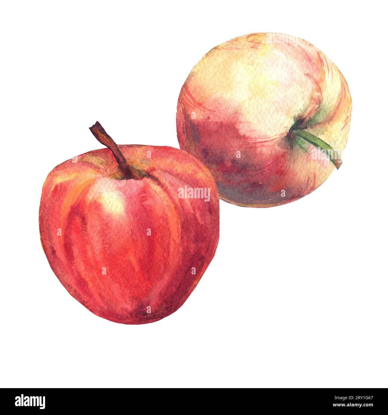 Watercolor red apple in Cut Out Stock Images & Pictures - Alamy