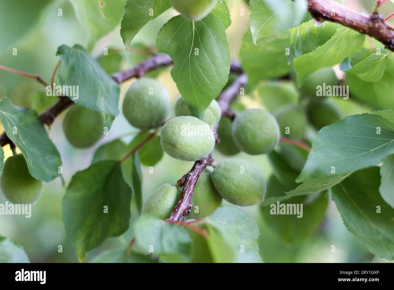 Green big apricots hang on a branch in orchard Stock Photo - Alamy