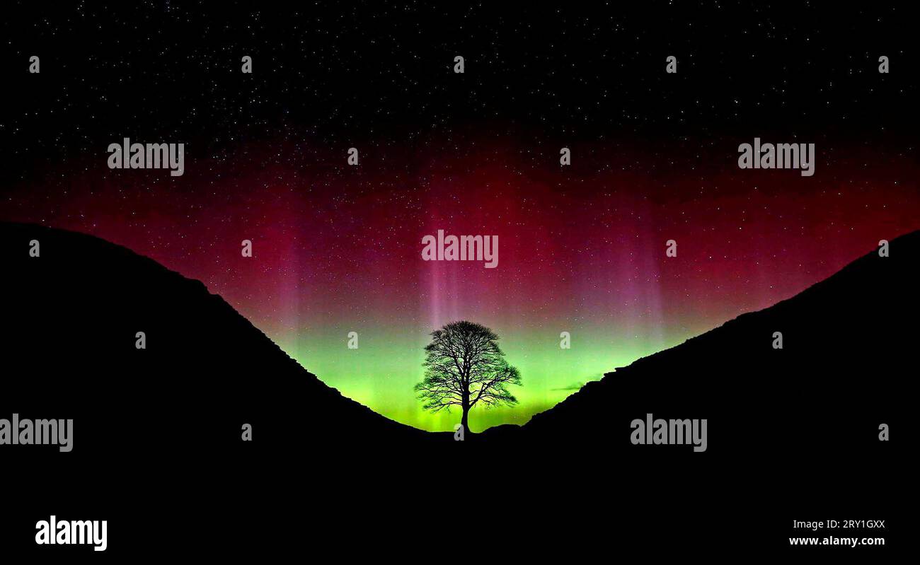 Undated file photo of the tree at Sycamore Gap, at Hadrian's Wall near ...