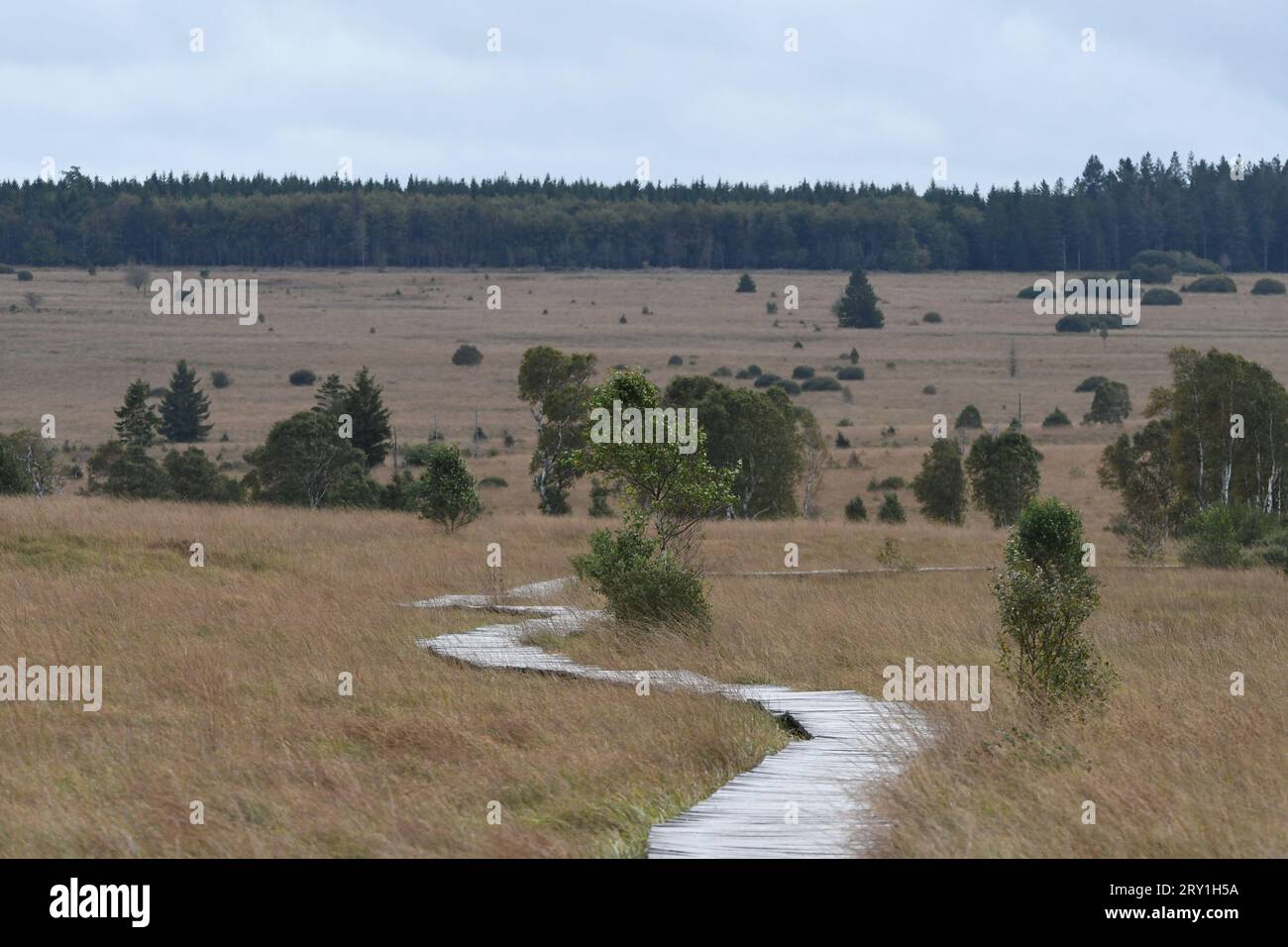 High fens hautes fagnes hi-res stock photography and images - Alamy