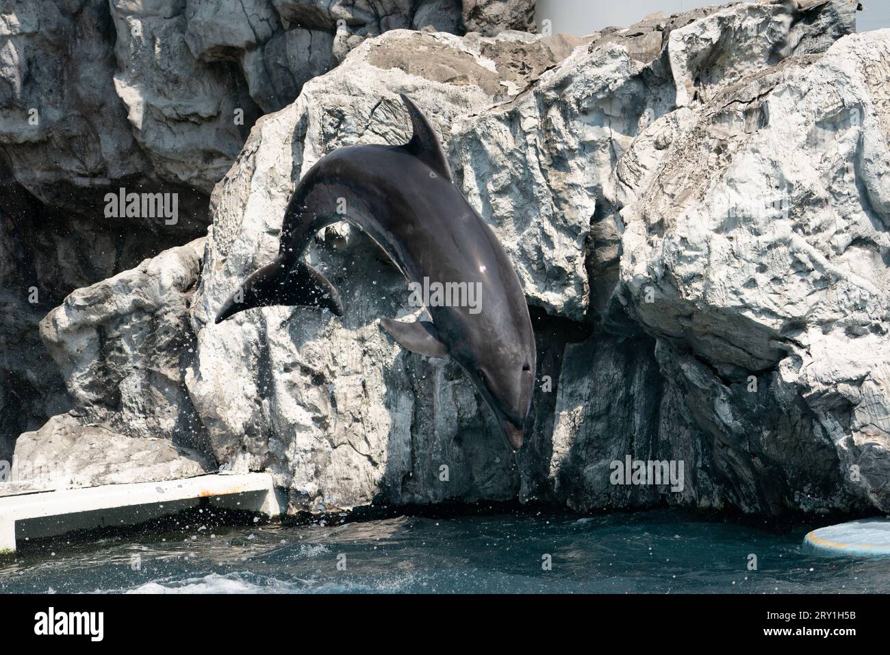Dolphin dives off a cliff BANGKOK, THAILAND BEAUTIFUL images of a ...