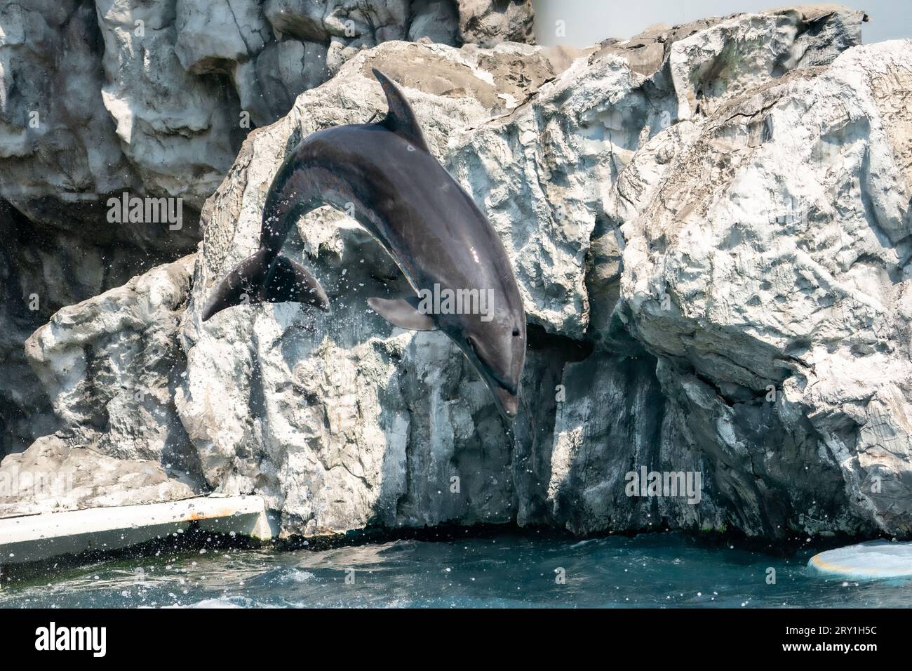 The dolphin makes a splash from the cliff BANGKOK, THAILAND BEAUTIFUL ...