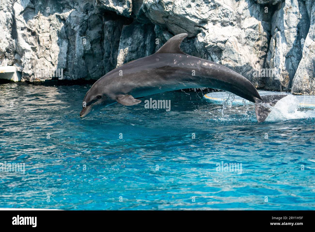 Dolphin playing in the water BANGKOK, THAILAND BEAUTIFUL images of a ...