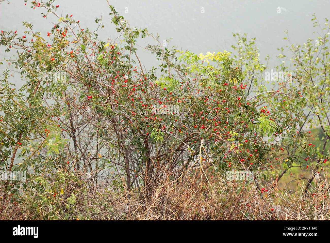 Briars hi-res stock photography and images - Alamy