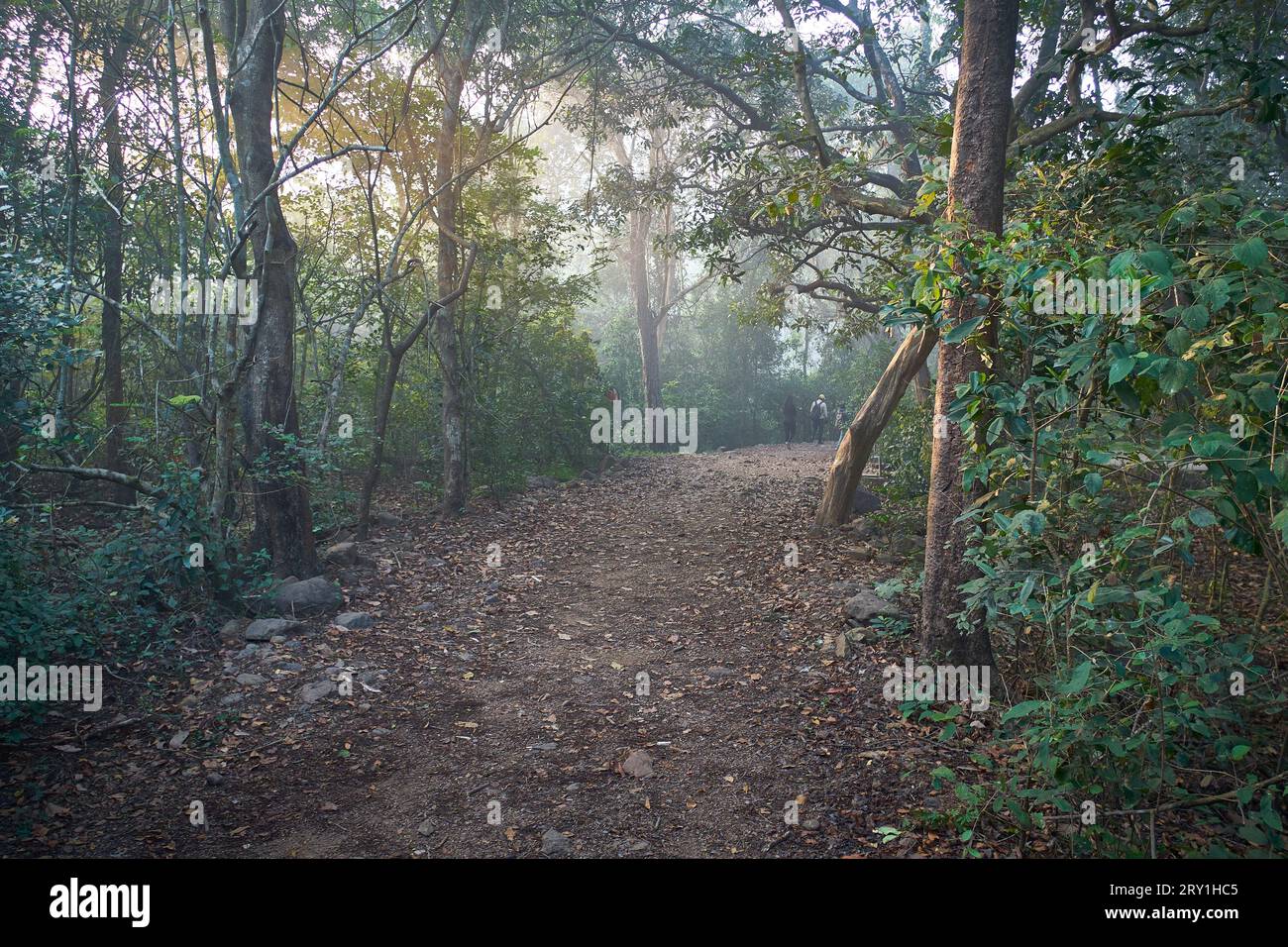 Morning rays of light filter through the canopy inside the Karnala Bird ...