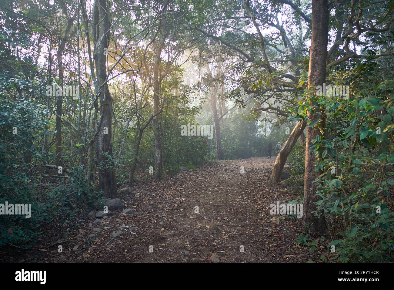 Morning rays of light filter through the canopy inside the Karnala Bird ...