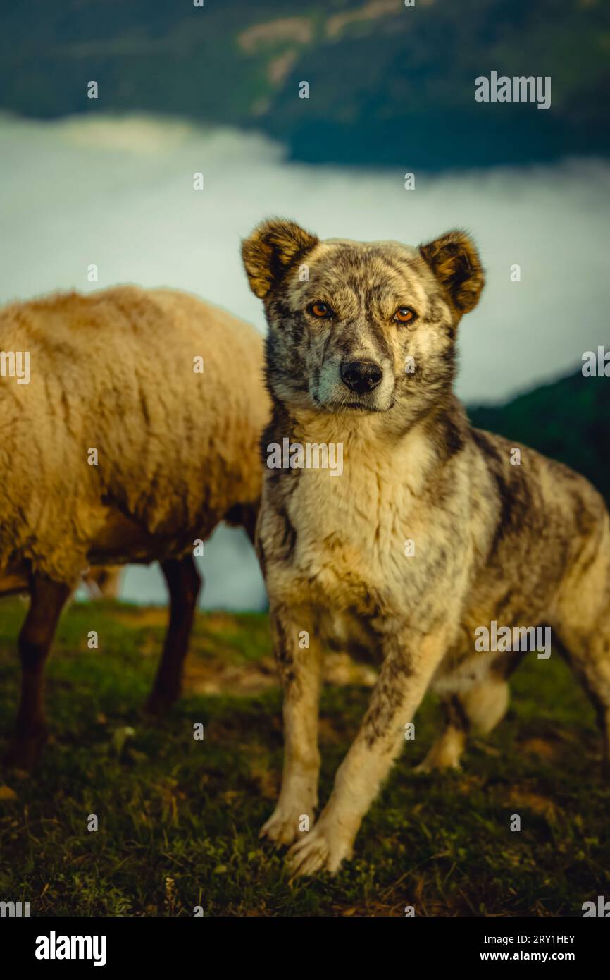 Mountain landscape sheep dog hi-res stock photography and images - Alamy
