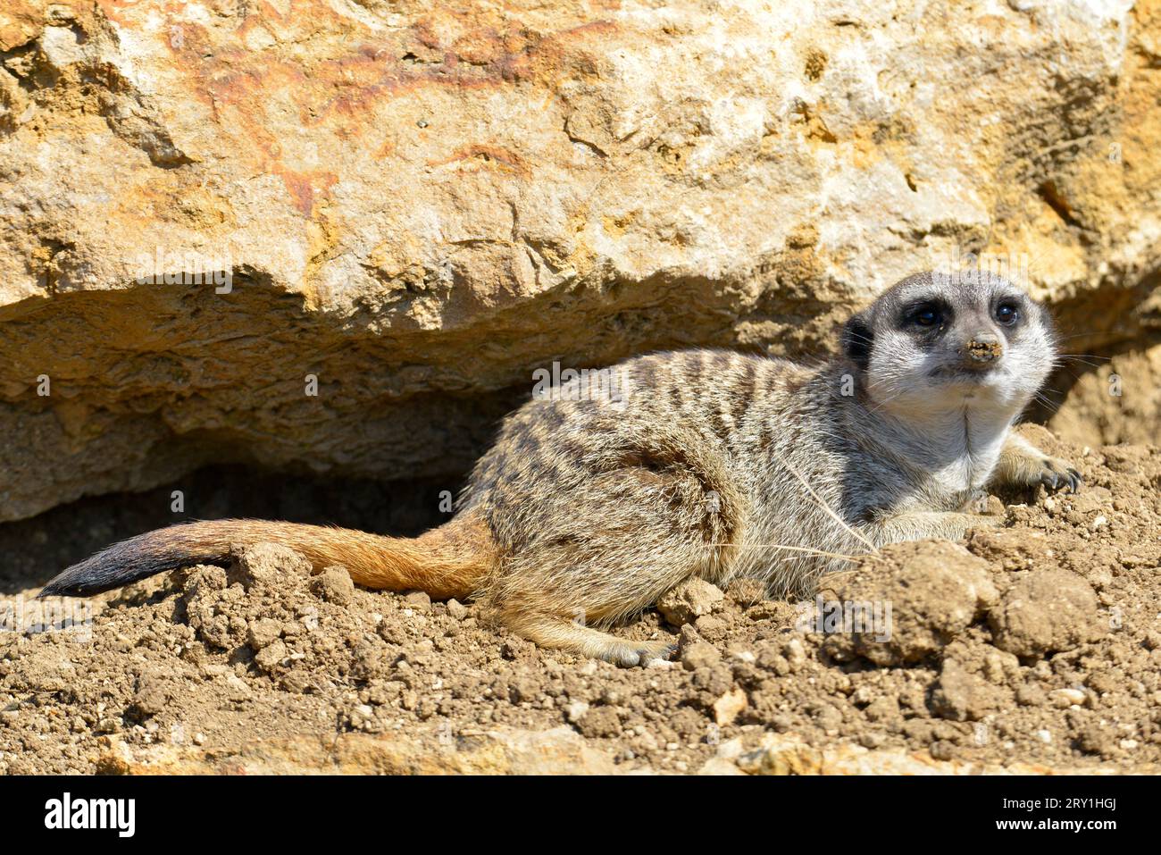 Herpestidae genus hi-res stock photography and images - Alamy