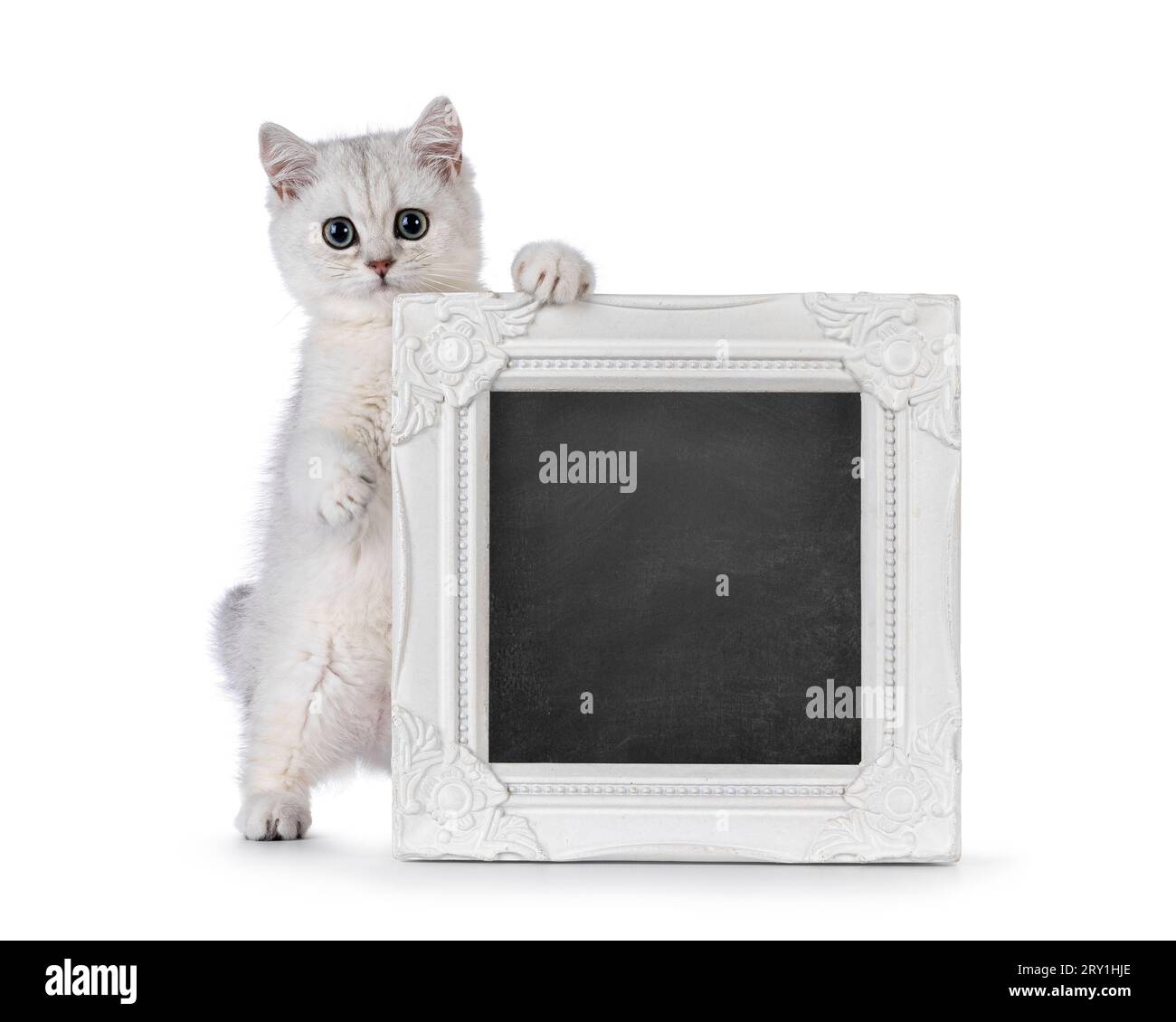 Adorable silver shaded British Shorthair cat kitten, standing behind ...