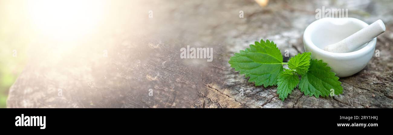 Urtica dioica, common nettle, stinging nettle or nettle leaf, or just a ...