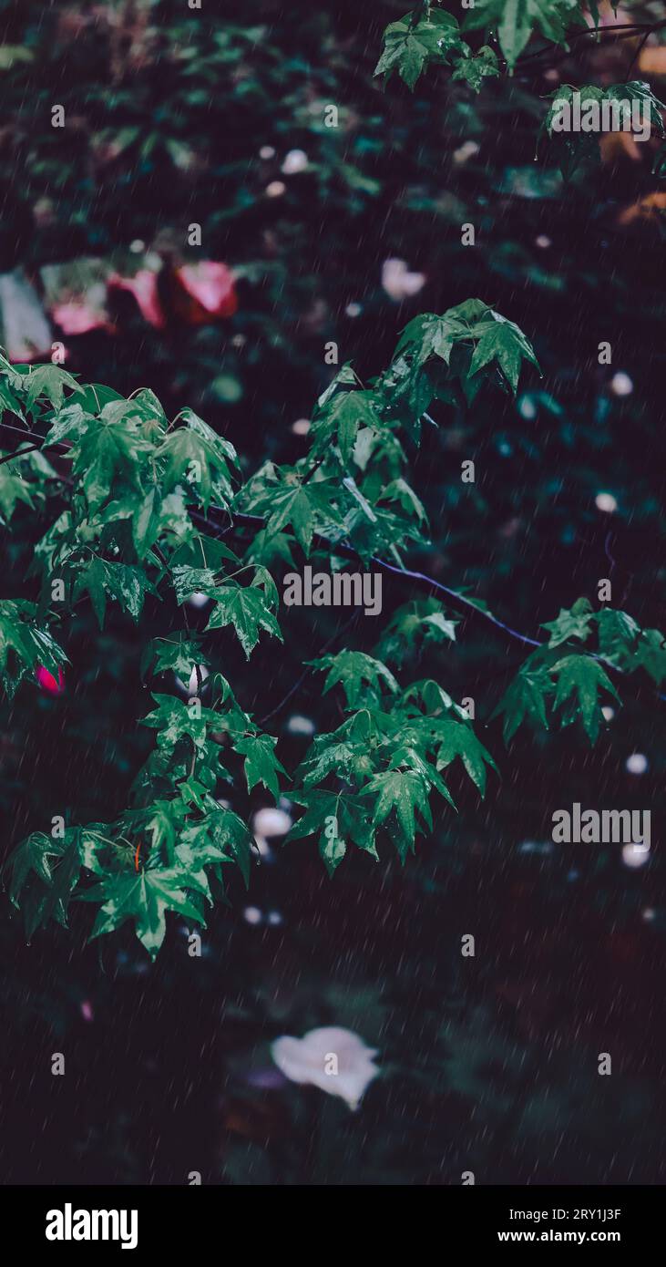 Heavy rain on forest tree hi-res stock photography and images - Alamy