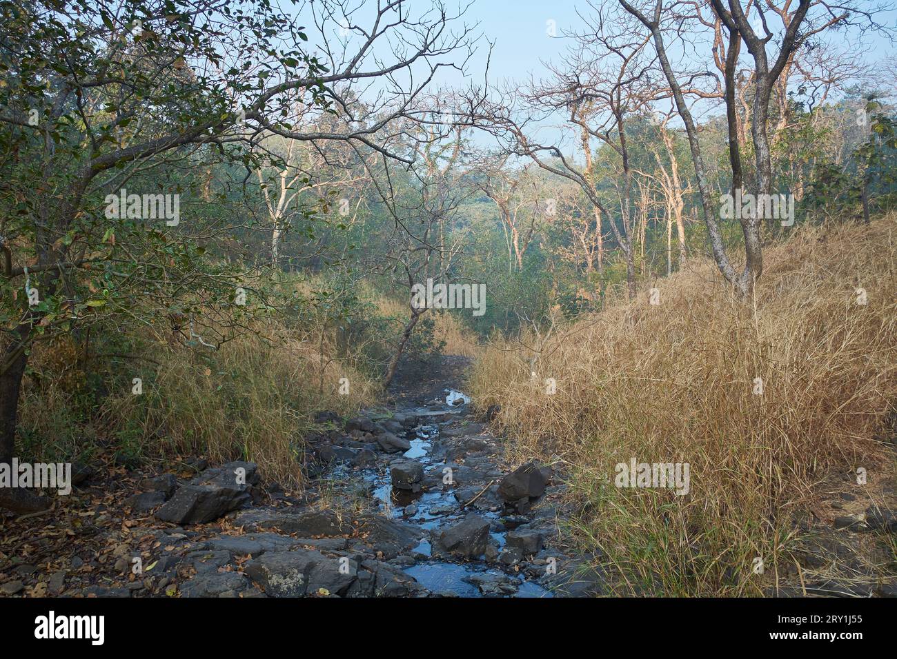 Trekking along a dried seasonal stream inside the Karnala Bird ...