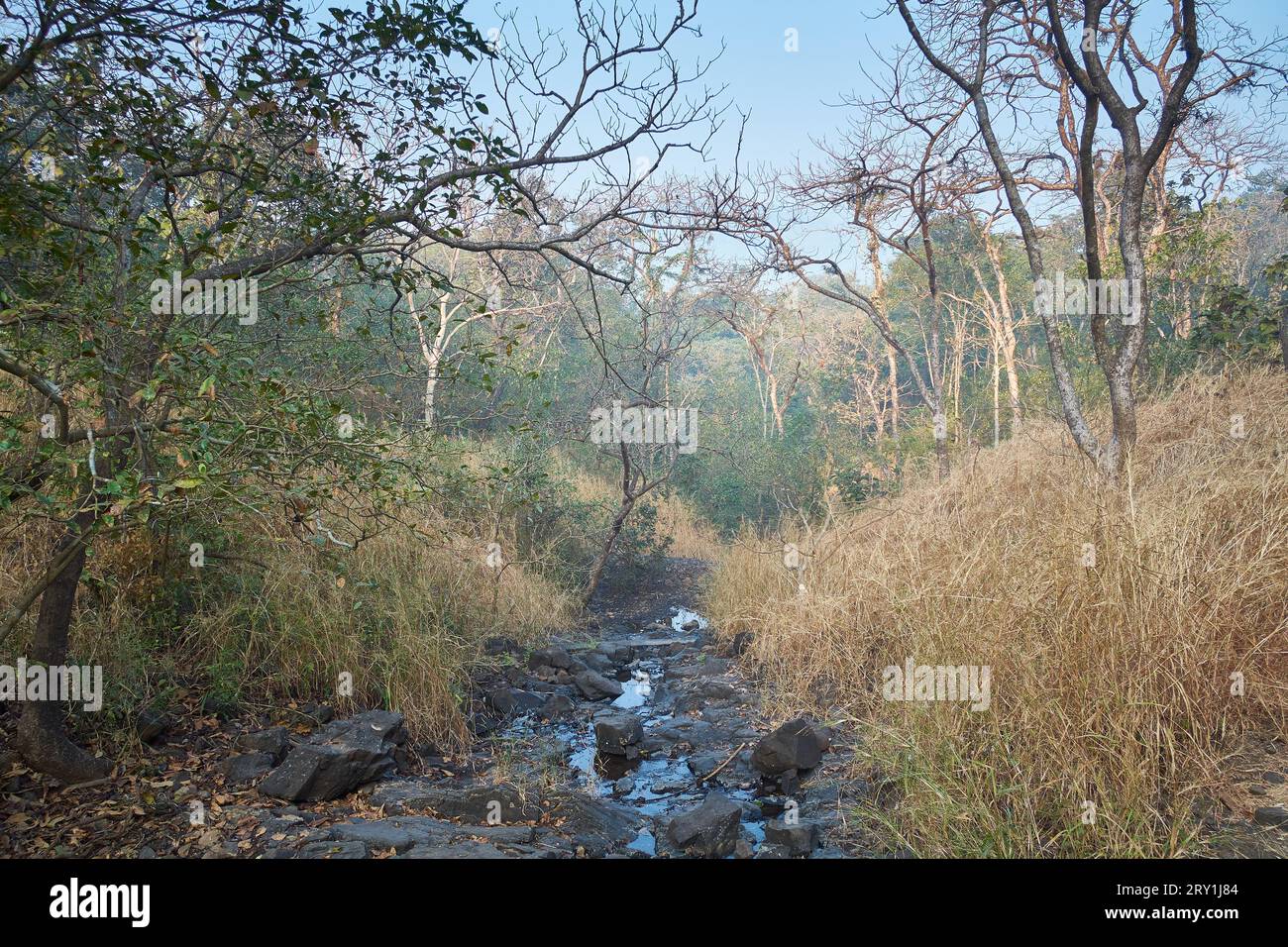 Trekking along a dried seasonal stream inside the Karnala Bird ...
