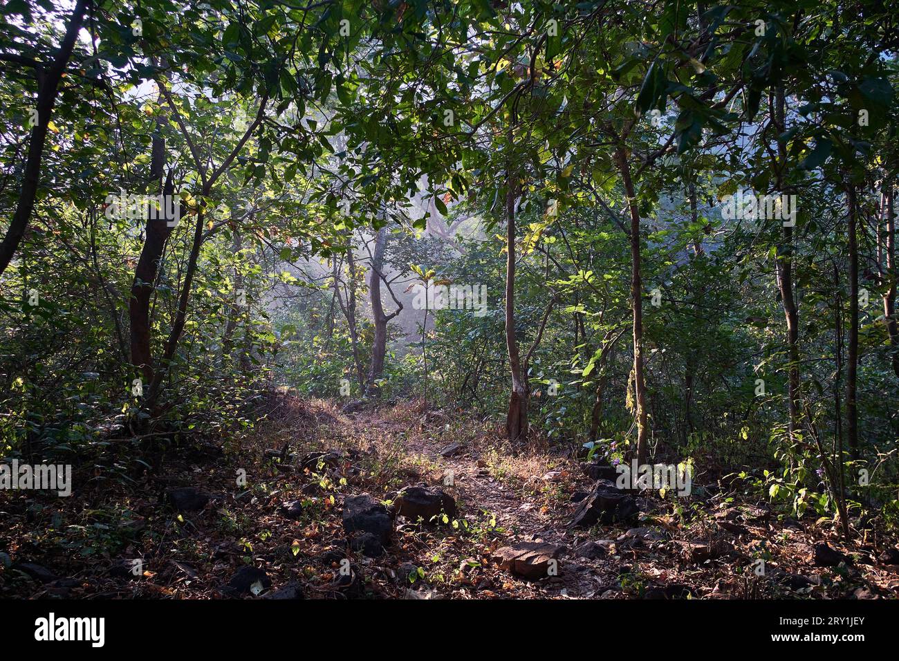 Early morning treks inside the Karnala Bird Sanctuary in Maharashtra ...