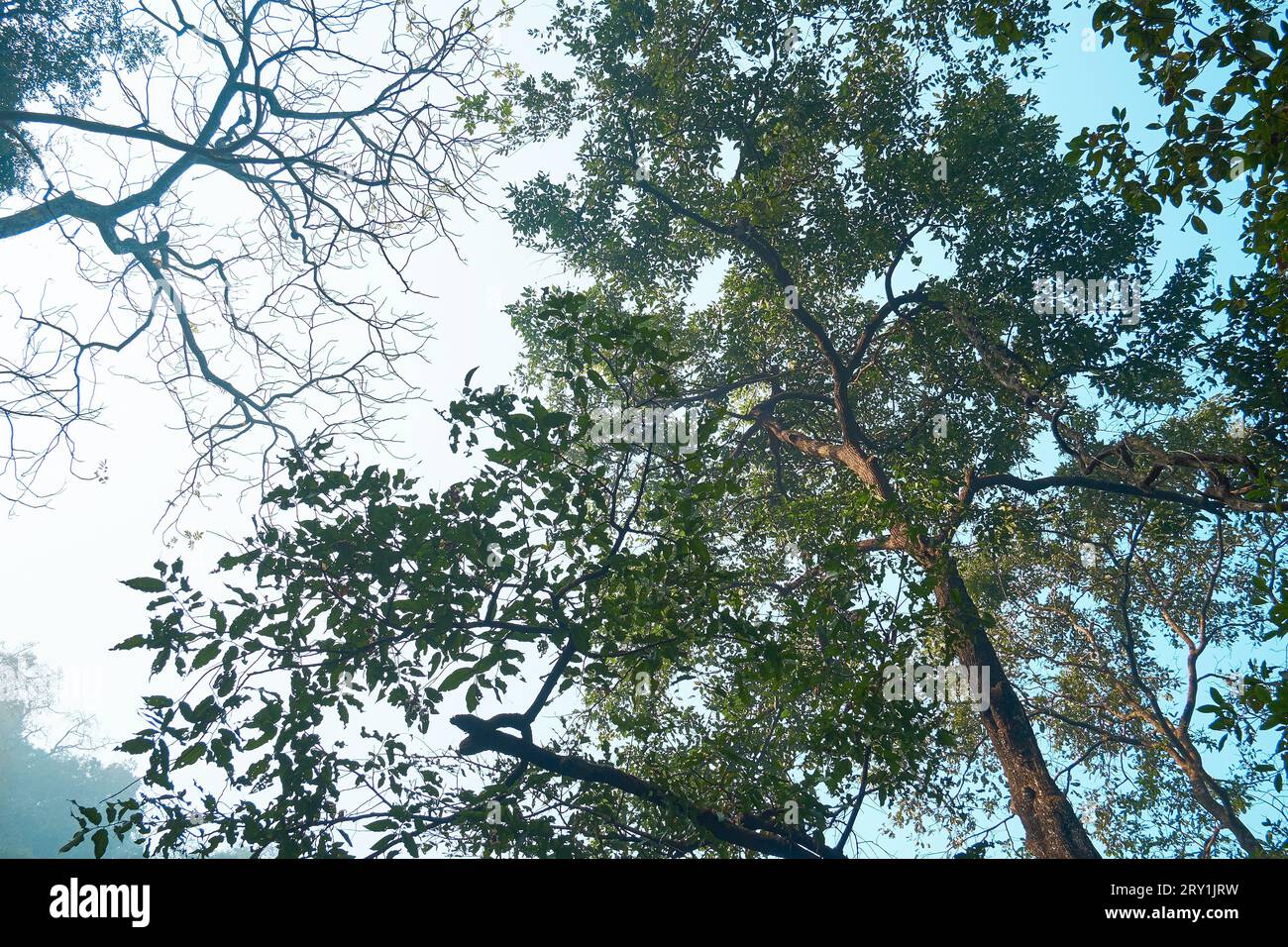 Dense canopy overhead hi-res stock photography and images - Alamy