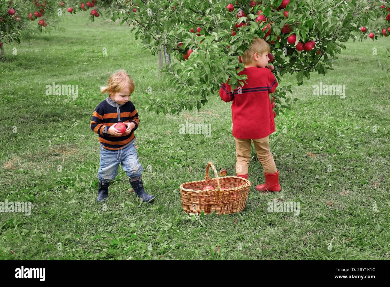 Two Young Children in the Apple Orchard before Harvesting. Small Kids ...