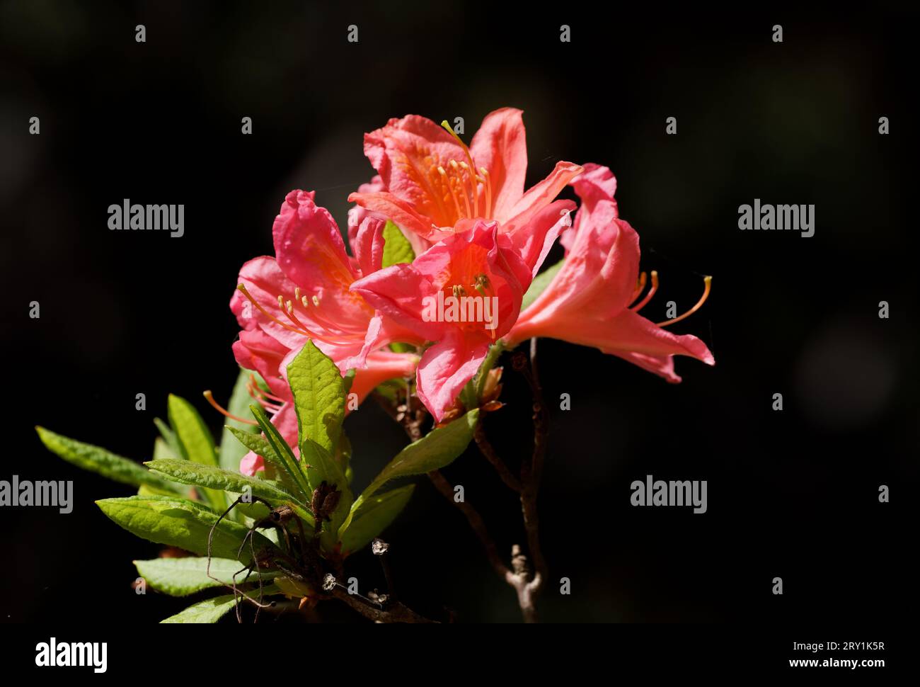Azalea blossom against black hi-res stock photography and images - Alamy