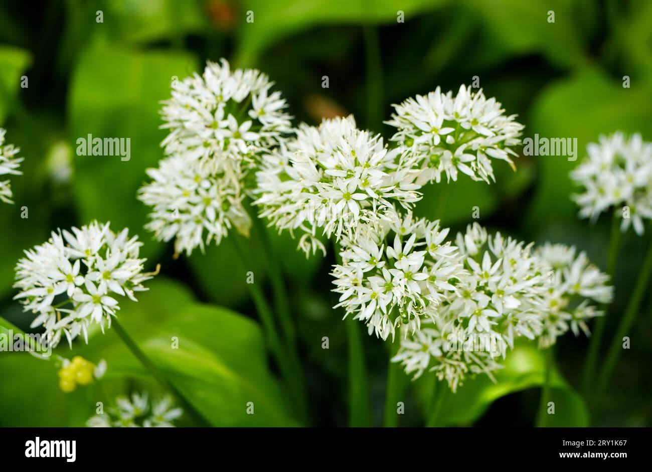 Garlic flowering hi-res stock photography and images - Alamy