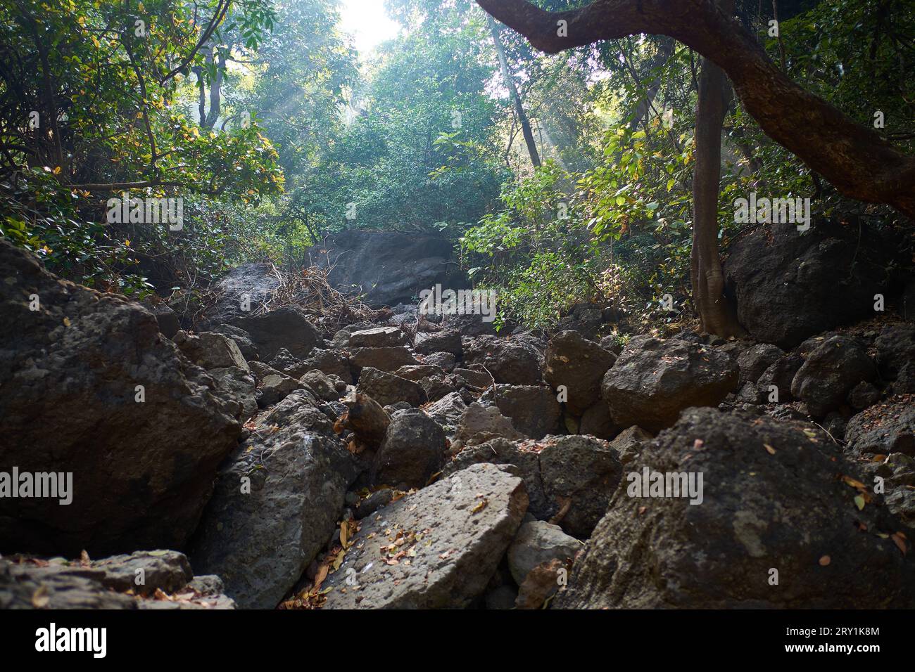 A trek inside the Karnala Bird Sanctuary Stock Photo - Alamy