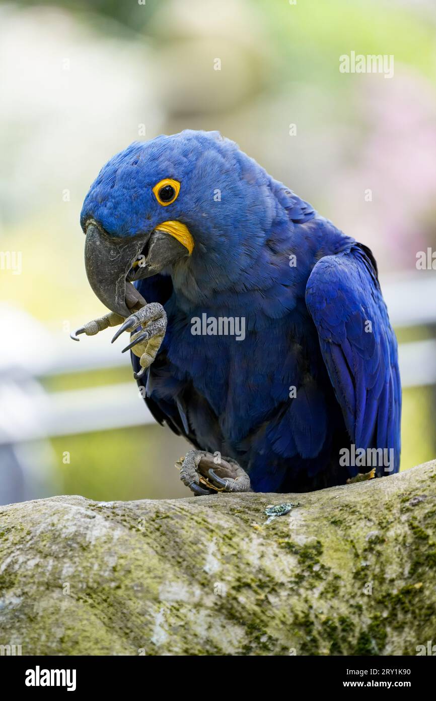 Portrait of a Blue Macaw. Bird close-up. Parrot with bright blue ...