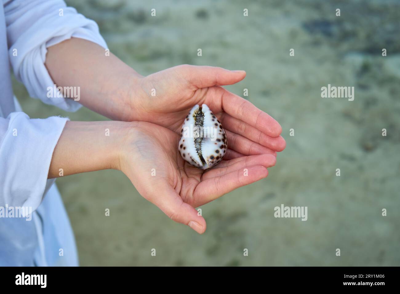 Two hands holding a cowrie shell Stock Photo - Alamy