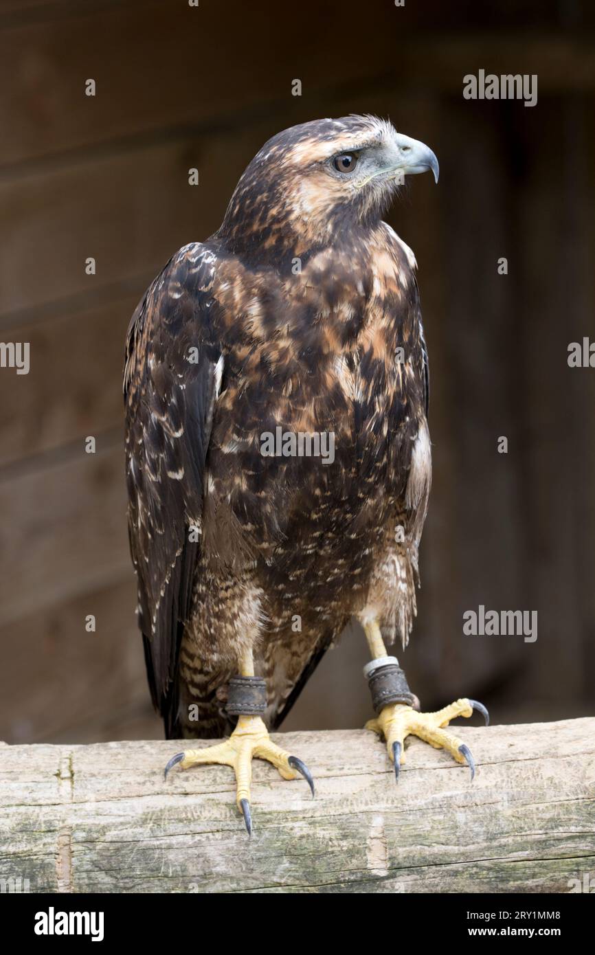 Black-chested buzzard Geranoaetus melanoleucus at Cotswold Falconry ...