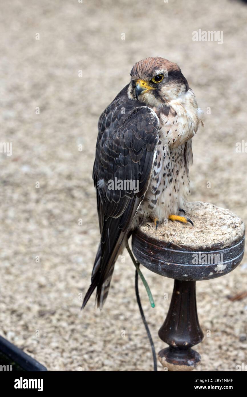 Captive bird of prey hi-res stock photography and images - Alamy